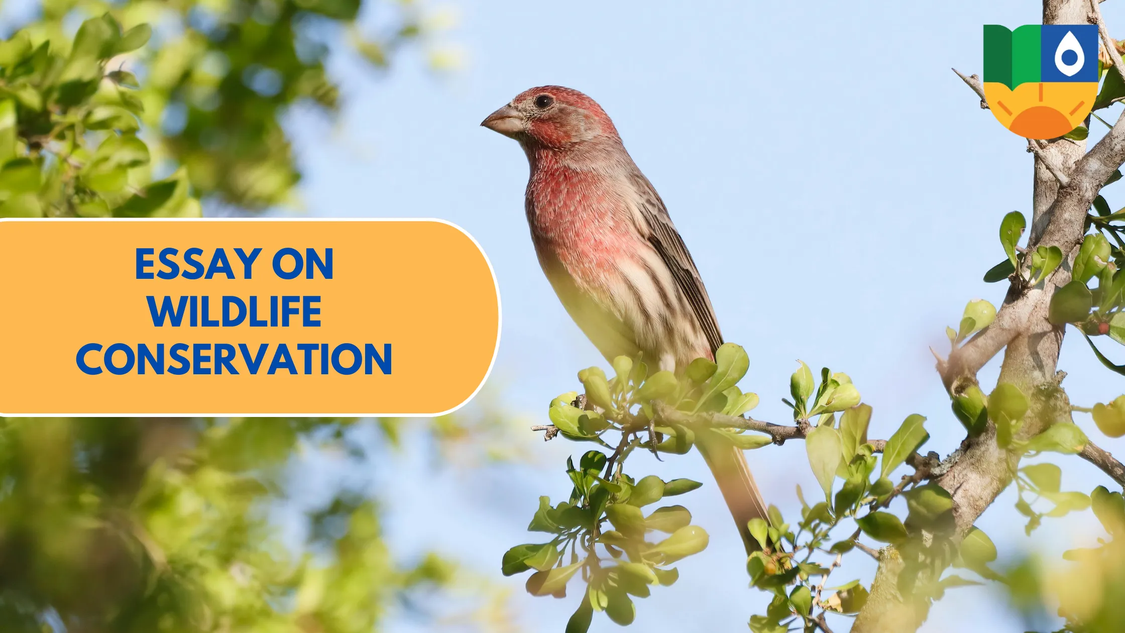 Wildlife Conservation Essay | SVIS